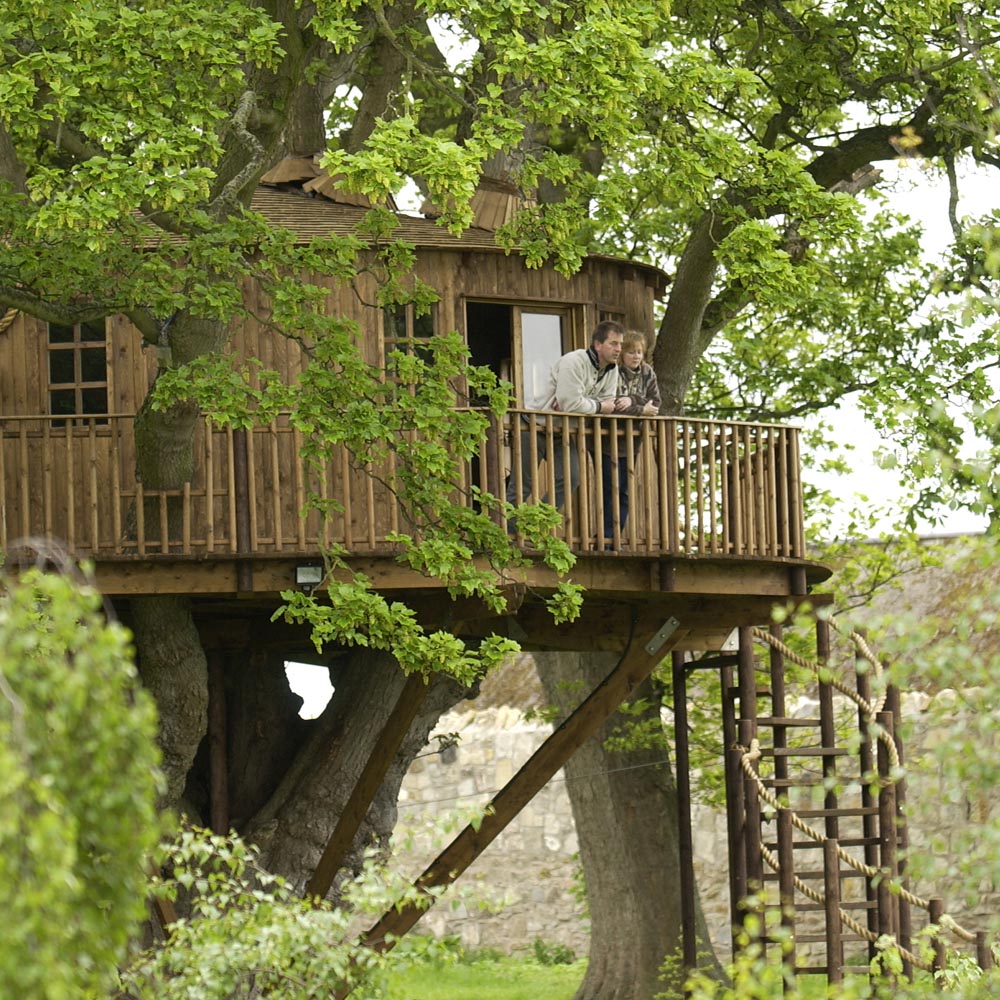 Our Favourite Trees for Building Tree Houses - Amazon Joiners